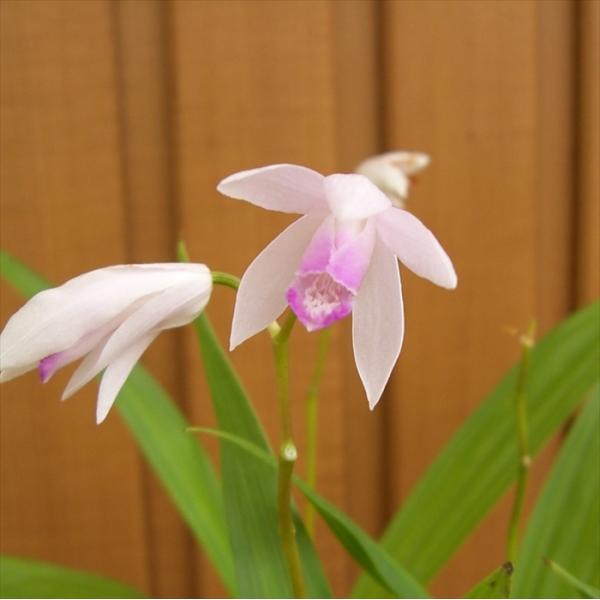 【特徴】ラン科シラン属。シランは丈夫で育てやすいラン。栽培が簡単なラン（蘭）のひとつで、古くから親しまれています。放任でも育ち、こぼれ種でも育つような繁殖力の旺盛な植物です。鉢植えでも庭植えでも楽しめます。【開花時期】5〜6月【草丈】30〜...