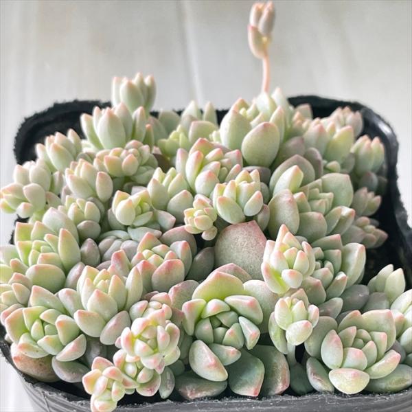 ■日当たり春秋型種 10℃〜25℃の過ごしやすい季節によく生長し、暑すぎたり、寒すぎる時期は休眠してしまいます。 生長期：9月〜5月 休眠期：6月〜8月■水やり1春・秋は日当たりがよく、雨が当たらない風通しの良い場所に置く 2夏の直射日光は...