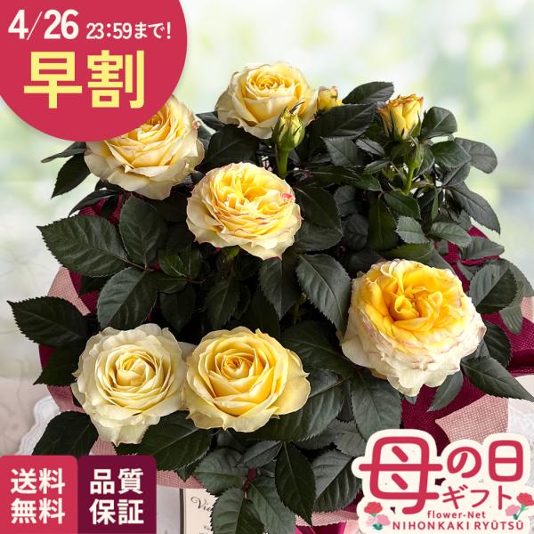 【フラワーネット日本花キ流通】母の日ギフトおすすめ＼４つの無料特典／・お花を傷つけない優しい素材の「ギフトラッピング」・感謝のメッセージ入り「母の日ピック」・お花が初めてでも安心「育て方説明書」・届いてからも安心「品質保証」【贈る相手】女性...