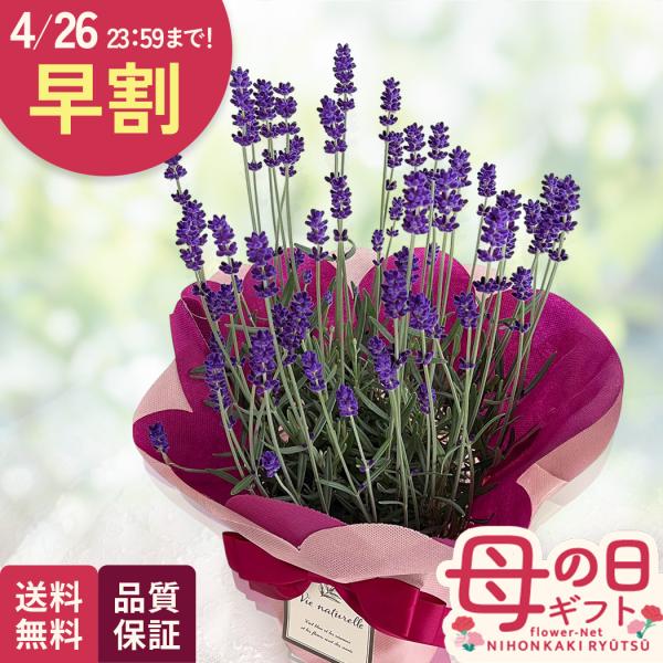 【フラワーネット日本花キ流通】母の日ギフトおすすめ＼４つの無料特典／・お花を傷つけない優しい素材の「ギフトラッピング」・感謝のメッセージ入り「母の日ピック」・お花が初めてでも安心「育て方説明書」・届いてからも安心「品質保証」【贈る相手】女性...