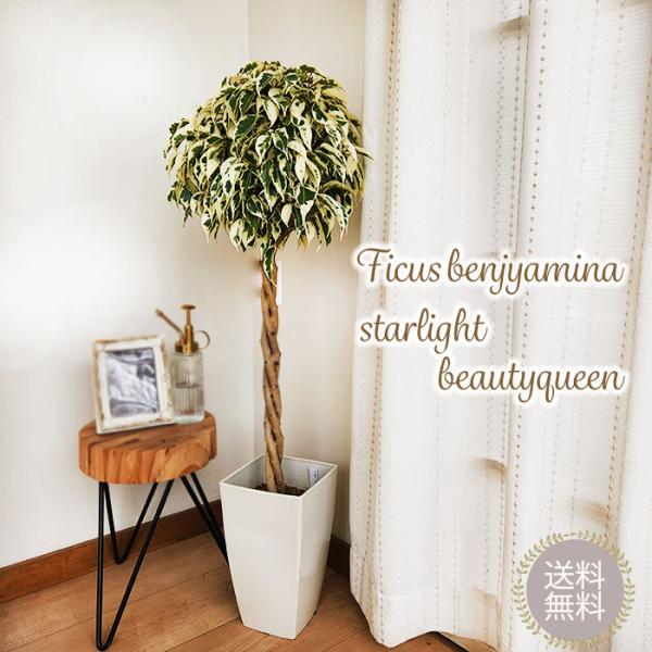 フィカスベンジャミン『スターライト ビューティークイーン』濃い緑色の葉のふちには大きな白乳色の斑が入ります。寒い場所や暗い場所には弱いですが、さわやかな印象でとてもおしゃれなベンジャミンです。【ご確認ください!!】◎下記エリアへのご注文は誠...