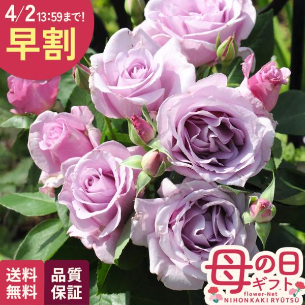 【フラワーネット日本花キ流通】母の日ギフトおすすめ＼２大無料特典／・母の日メッセージ入り「お花の育て方説明書」・届いてからも安心「品質保証」【贈る相手】女性 お母さん 母 母親 ママ 妻 義母 おばあちゃん 祖母 継母 兄弟 姉妹 友人 友...