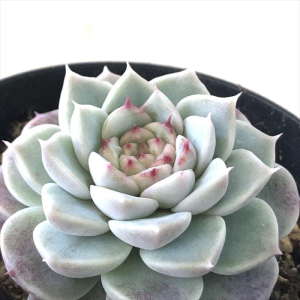 ■日当たり春秋型種 10℃〜25℃の過ごしやすい季節によく生長し、暑すぎたり、寒すぎる時期は休眠してしまいます。 生長期：9月〜5月 休眠期：6月〜8月■水やり1春・秋は日当たりがよく、雨が当たらない風通しの良い場所に置く 2夏の直射日光は...