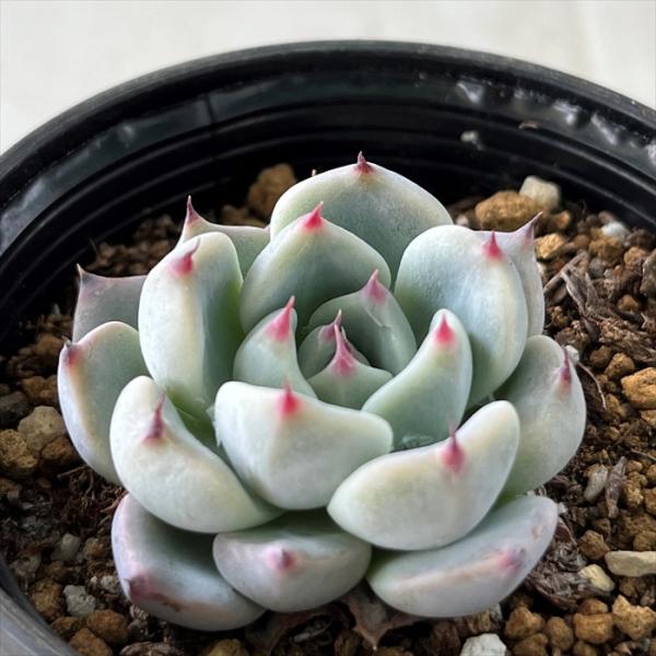 ■日当たり春秋型種 10℃〜25℃の過ごしやすい季節によく生長し、暑すぎたり、寒すぎる時期は休眠してしまいます。 生長期：9月〜5月 休眠期：6月〜8月■水やり1春・秋は日当たりがよく、雨が当たらない風通しの良い場所に置く 2夏の直射日光は...