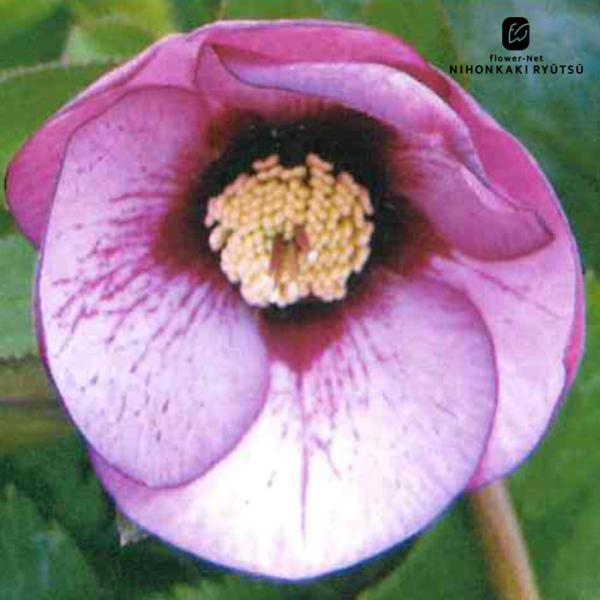 【商品説明】杉山交配クリスマスローズ9cmポットになります。※実生苗の為、画像と花色、花型が異なることもあります。  【日当たり】半日陰を好みます。【温度】耐寒性が強い植物です。【水やり】土の表面が乾いたら充分に与えてください。【サイズ・そ...