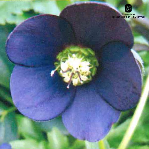 【商品説明】杉山交配クリスマスローズ9cmポットになります。※実生苗の為、画像と花色、花型が異なることもあります。  【日当たり】半日陰を好みます。【温度】耐寒性が強い植物です。【水やり】土の表面が乾いたら充分に与えてください。【サイズ・そ...