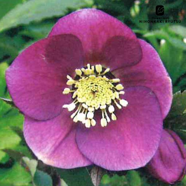 【商品説明】杉山交配クリスマスローズ9cmポットになります。※実生苗の為、画像と花色、花型が異なることもあります。  【日当たり】半日陰を好みます。【温度】耐寒性が強い植物です。【水やり】土の表面が乾いたら充分に与えてください。【サイズ・そ...