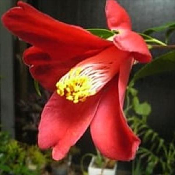 ツバキ科ツバキ属の常緑高木。日本を代表する花木です。光沢のある濃い緑の葉が特徴。花色、花形、葉の形など、いろいろな品種が栽培されています。開花時期は11月〜12月、2月〜4月。（品種により異なります）2年生挿し木苗となります。【置き場所・日...