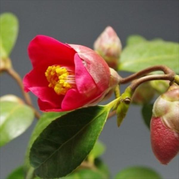 ツバキ科ツバキ属の常緑高木。日本を代表する花木です。光沢のある濃い緑の葉が特徴。花色、花形、葉の形など、いろいろな品種が栽培されています。開花時期は11月〜12月、2月〜4月。（品種により異なります）2年生挿し木苗となります。【置き場所・日...