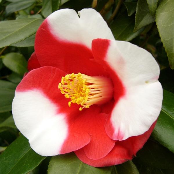 ツバキ科ツバキ属の常緑高木。日本を代表する花木です。光沢のある濃い緑の葉が特徴。花色、花形、葉の形など、いろいろな品種が栽培されています。開花時期は11月〜12月、2月〜4月。（品種により異なります）2年生挿し木苗となります。【置き場所・日...