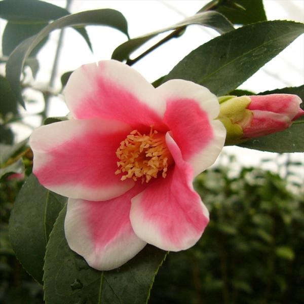 ツバキ科ツバキ属の常緑高木。日本を代表する花木です。光沢のある濃い緑の葉が特徴。花色、花形、葉の形など、いろいろな品種が栽培されています。開花時期は11月〜12月、2月〜4月。（品種により異なります）2年生挿し木苗となります。【置き場所・日...