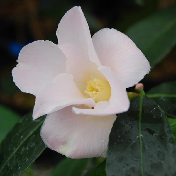 ツバキ科ツバキ属の常緑高木。日本を代表する花木です。光沢のある濃い緑の葉が特徴。花色、花形、葉の形など、いろいろな品種が栽培されています。開花時期は11月〜12月、2月〜4月。（品種により異なります）2年生挿し木苗となります。【置き場所・日...