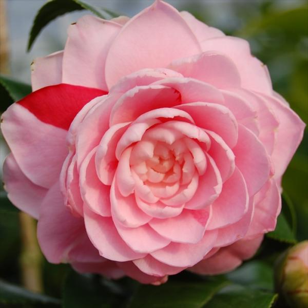 ツバキ科ツバキ属の常緑高木。日本を代表する花木です。光沢のある濃い緑の葉が特徴。花色、花形、葉の形など、いろいろな品種が栽培されています。開花時期は11月〜12月、2月〜4月。（品種により異なります）2年生挿し木苗となります。【置き場所・日...