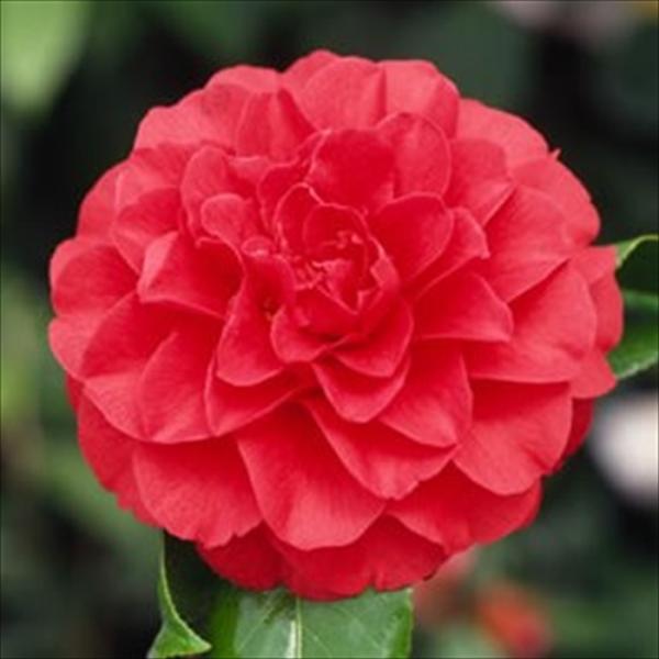 ツバキ科ツバキ属の常緑高木。日本を代表する花木です。光沢のある濃い緑の葉が特徴。花色、花形、葉の形など、いろいろな品種が栽培されています。開花時期は11月〜12月、2月〜4月。（品種により異なります）2年生挿し木苗となります。【置き場所・日...