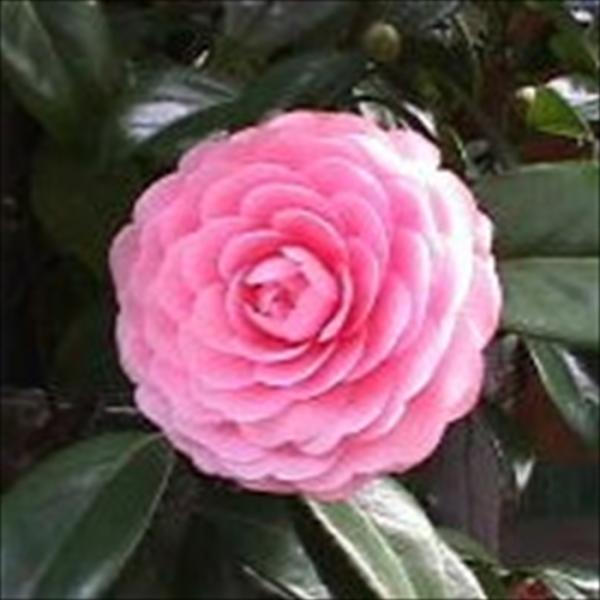 ツバキ科ツバキ属の常緑高木。日本を代表する花木です。光沢のある濃い緑の葉が特徴。花色、花形、葉の形など、いろいろな品種が栽培されています。開花時期は11月〜12月、2月〜4月。（品種により異なります）2年生挿し木苗となります。【置き場所・日...