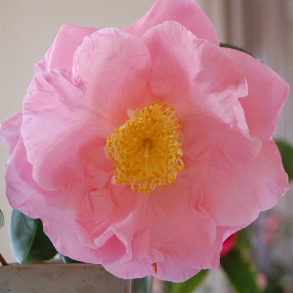 ツバキ科ツバキ属の常緑高木。日本を代表する花木です。光沢のある濃い緑の葉が特徴。花色、花形、葉の形など、いろいろな品種が栽培されています。開花時期は11月〜12月、2月〜4月。（品種により異なります）2年生挿し木苗となります。【置き場所・日...