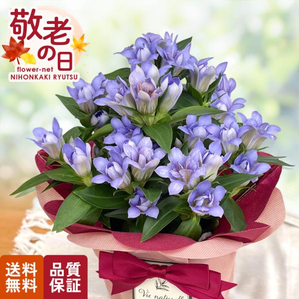 【フラワーネット日本花キ流通】敬老の日ギフトおすすめ＼４つの無料特典／・お花を傷つけない優しい素材の「ギフトラッピング」・感謝のメッセージ入り「メッセージカード」・お花が初めてでも安心「育て方説明書」・届いてからも安心「品質保証」【贈る相手...