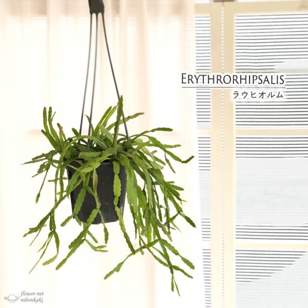 『リプサリス ラウヒオルム』【置き場所・日当たり】レースのカーテン越し程度の光を当てて下さい。エアコンの風は直接当たらないようにしてください。水やりを行った後は換気の良い場所で管理します。【水やり】2週間に1回程度、与えるときはたっぷり与え...