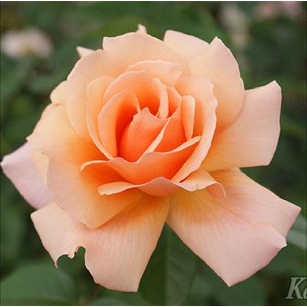 【商品説明】花付きが良く、花首がしっかりした半剣弁高芯咲きの大輪種で、開くにつれて花弁が波打ってくると、やわらかい香りが漂ってきます。黒点病・うどん粉病に強く、丈夫でしっかりした株に育ちます。花壇植えに適しています。2008年ローズヒルズI...