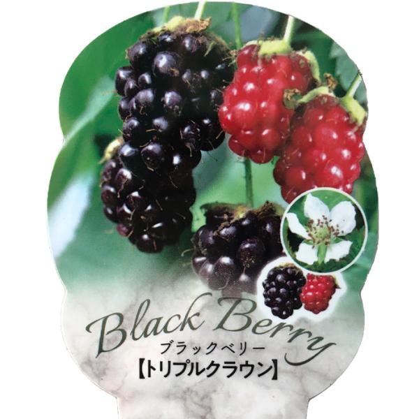 ■特徴ブラックベリーはほとんど無農薬で作ることができ、スペースさえあれば楽しんでいただけます。多くはとげがありますが、ない品種もあります。ブラックベリーは、大きく立ち性とつる性に分けられ、後者はデューベリーとも呼ばれています。果色は黒だけで...