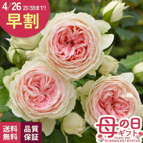 【フラワーネット日本花キ流通】母の日ギフトおすすめ＼２大無料特典／・母の日メッセージ入り「お花の育て方説明書」・届いてからも安心「品質保証」【贈る相手】女性 お母さん 母 母親 ママ 妻 義母 おばあちゃん 祖母 継母 兄弟 姉妹 友人 友...