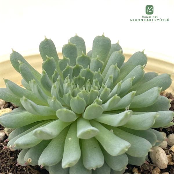 ■特徴春秋型種10℃〜25℃の過ごしやすい季節によく生長し、暑すぎたり、寒すぎる時期は休眠してしまいます。生長期：2月〜6月・9月〜11月休眠期：7月〜8月・11月〜1月■日当たり・置き場所1春・秋は日当たりがよく、雨が当たらない風通しの良...