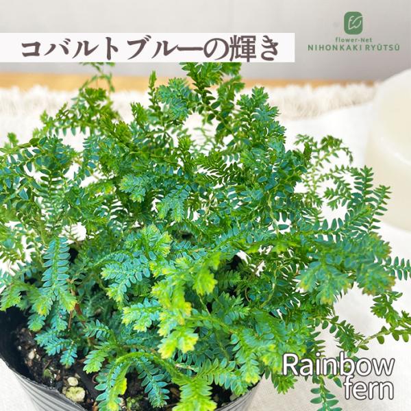 ■特徴グラデーションがかかる葉色がとても美しいイワヒバ科でシダ植物の仲間です。葉の色がエメラルドグリーンと美しく、光のあたり具合で葉の色が変わるので、「レインボーファン」と呼ばれています。■置き場所直射日光を避けて明るい日陰に置きましょう。...