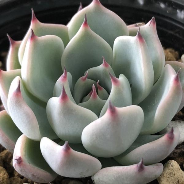 ■日当たり春秋型種 10℃〜25℃の過ごしやすい季節によく生長し、暑すぎたり、寒すぎる時期は休眠してしまいます。 生長期：9月〜5月 休眠期：6月〜8月■水やり1春・秋は日当たりがよく、雨が当たらない風通しの良い場所に置く 2夏の直射日光は...