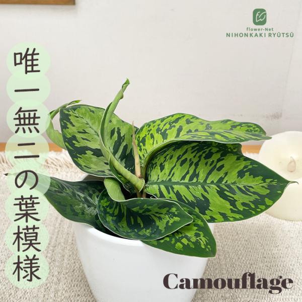 ■商品説明どんなインテリアにも溶け込みやすいシンプルな白い鉢に入ってのお届けです。 丸みのある鉢がキュートでスタイリッシュなデザインとなっていて、シンプルな鉢はどんなインテリアにも自然に溶け込み、空間を明るい印象にします。 届いたその日から...