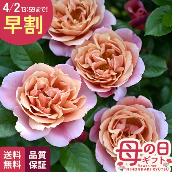 【フラワーネット日本花キ流通】母の日ギフトおすすめ＼２大無料特典／・母の日メッセージ入り「お花の育て方説明書」・届いてからも安心「品質保証」【贈る相手】女性 お母さん 母 母親 ママ 妻 義母 おばあちゃん 祖母 継母 兄弟 姉妹 友人 友...