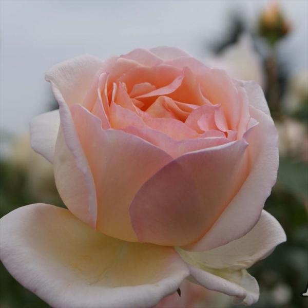 【特徴】ソフトベージュの花が、中心部を覆うようにしとやかに咲く様子が美しいバラです。透明感のある繊細な花弁とその香りは独特の存在感です。花名の「薫乃」は、芳しい薫りとその花姿の美しさから名付けられました。【香り】★★★【開花サイクル】四季咲...
