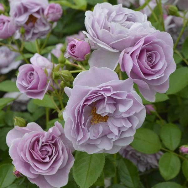 【特徴】ロマンティックな雰囲気のあるライラック色の花が、花束のように房状になりたくさん咲くのが特徴です。良く育ち、耐病性にも優れた育てやすい品種。2017年ADR受賞。プロローグ（物語の始まり）のように、この品種からそれぞれのバラ物語が始ま...