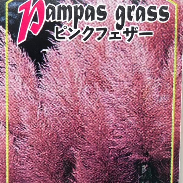 ■商品説明1やすらぎのあるお庭作りに最適なパンパスグラスが入荷しました。イネ科の植物で丈夫で育てやすくどんどん大きくなります。植えっぱなしOKなのでお手入れも簡単です。日当たりと風通しが良く、水はけのよい場所を好みます。切った穂は水に入れな...