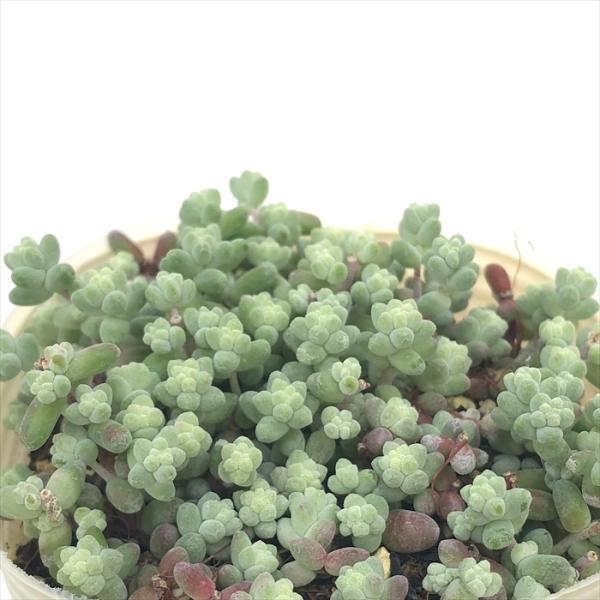 ■日当たり春秋型種 10℃〜25℃の過ごしやすい季節によく生長し、暑すぎたり、寒すぎる時期は休眠してしまいます。 生長期：9月〜5月 休眠期：6月〜8月■水やり1春・秋は日当たりがよく、雨が当たらない風通しの良い場所に置く 2夏の直射日光は...