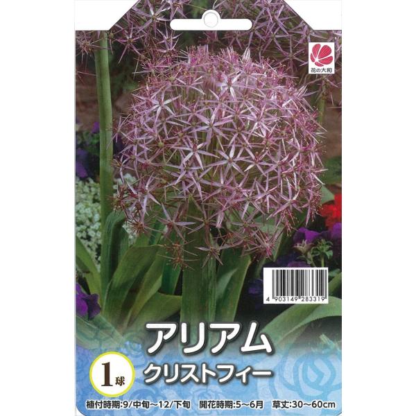 ■商品説明すらりと伸びた茎の先にたくさんの小花を咲かせます。細かい花は咲いている時もきれいですが、ドライフラワーにしてもとってもきれいなお花です。■植え時9月中旬〜12月下旬■開花期6月頃■草丈30cm〜60cm■入数1球■必ずお読みくださ...