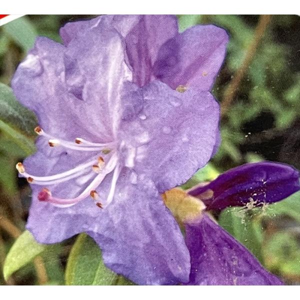 ツツジの仲間では珍しい薄い紫色の花を咲かせます。蕾は赤紫色で蕾の段階から楽しむことが出来ます。【置き場所・用土】基本1年を通して、戸外で管理してください。日当たり、水はけの良い場所に腐葉土を施して植えてください。冬は0℃以下にならない所、夏...