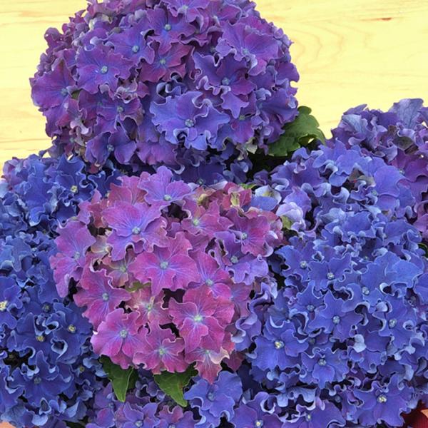 【置き場所】日陰のイメージがありますが、日当たりの良い場所の方が花付きが良くなります。夏の強い西日は嫌うため、それを避けられる環境が最適です。【用土】花色をコントロールしたい場合は、アジサイ専用（赤花・青花）に販売されている培養土を利用する...