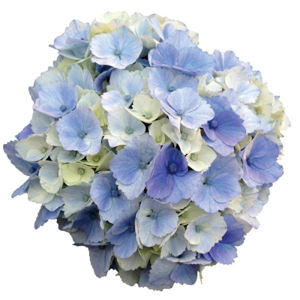 【置き場所】日陰のイメージがありますが、日当たりの良い場所の方が花付きが良くなります。夏の強い西日は嫌うため、それを避けられる環境が最適です。【用土】花色をコントロールしたい場合は、アジサイ専用（赤花・青花）に販売されている培養土を利用する...