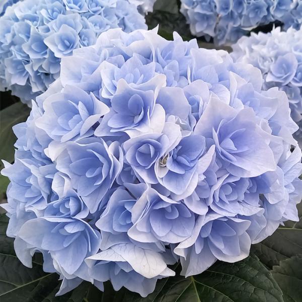 【置き場所】日陰のイメージがありますが、日当たりの良い場所の方が花付きが良くなります。夏の強い西日は嫌うため、それを避けられる環境が最適です。【用土】花色をコントロールしたい場合は、アジサイ専用（赤花・青花）に販売されている培養土を利用する...