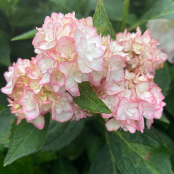 【置き場所】日陰のイメージがありますが、日当たりの良い場所の方が花付きが良くなります。夏の強い西日は嫌うため、それを避けられる環境が最適です。【用土】花色をコントロールしたい場合は、アジサイ専用（赤花・青花）に販売されている培養土を利用する...