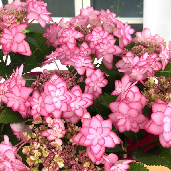 【置き場所】日陰のイメージがありますが、日当たりの良い場所の方が花付きが良くなります。夏の強い西日は嫌うため、それを避けられる環境が最適です。【用土】花色をコントロールしたい場合は、アジサイ専用（赤花・青花）に販売されている培養土を利用する...