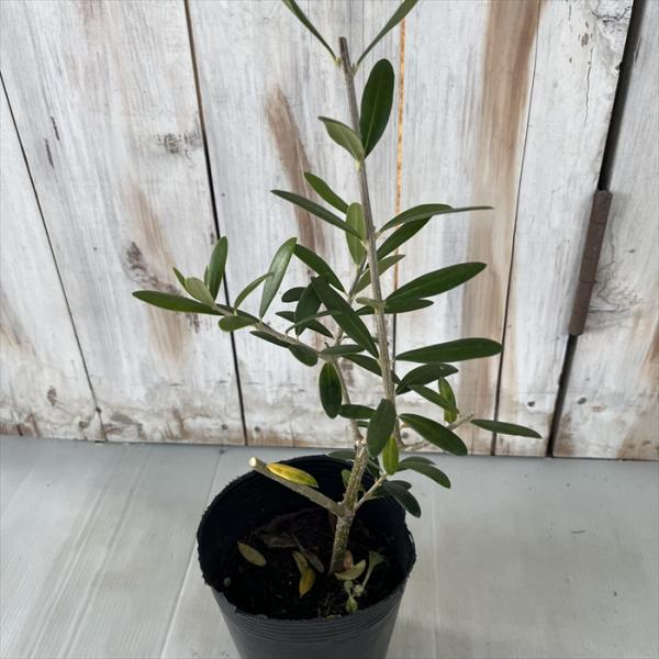 【特徴】イタリアの代表的な油用品種です。果実が熟して鮮やかなピンク系の紅色になる観賞用としてもすぐれた品種です。葉はダークグリーンで葉裏が銀白色、風に吹かれ姿はとても美しいです。モクセイ科オリーブ属 耐暑耐寒常緑樹栽培適地：地植えは関東地方...