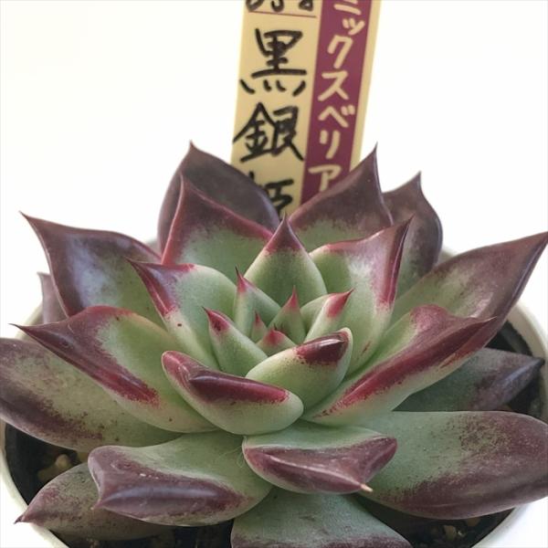 ■商品説明おらいさんの実生選抜繁殖苗『ミックスベリア』■日当たり春秋型種 10℃〜25℃の過ごしやすい季節によく生長し、暑すぎたり、寒すぎる時期は休眠してしまいます。 生長期：2月〜6月・9月〜11月 休眠期：7月〜8月・11月〜1月■水や...