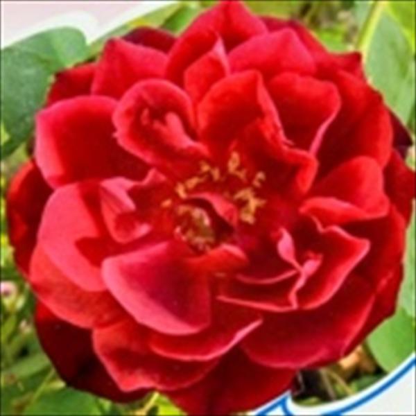 【商品説明】落ち着いた大人を思わせる上品なダークレッド、中輪房咲きのバラ。ティ―ローズでは極めて珍しい色彩です。甘いダマスクの香りにティの香りが混ざった濃厚な香り。花は細いステムの先に咲きます。【香り】★★★★★ダマスク系【分類】FL（Fl...