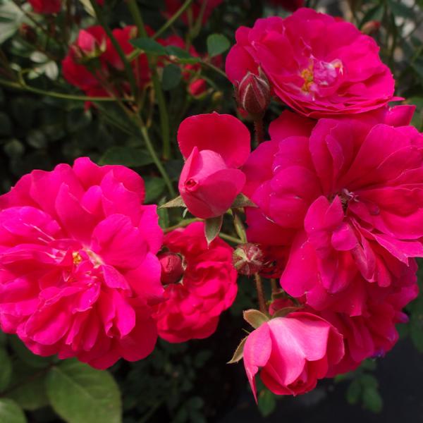 【商品説明】キングの名にふさわしく鮮やかなローズレッドの花を株いっぱいに咲かせます。壁やフェンスに這わせたり、アーチやトンネルに誘引して仕立てるのが似合います。株を覆うほど咲き誇る八重咲きの花は見事です。【香り】★☆☆☆☆（無香か、かすかに...