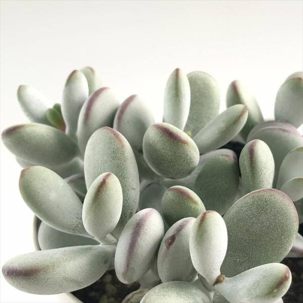 ■特徴春秋型種 10℃〜25℃の過ごしやすい季節によく生長し、暑すぎたり、寒すぎる時期は休眠してしまいます。 生長期：9月〜5月休眠期：6月〜8月■置き場所・水やり1春・秋は日当たりがよく、雨が当たらない風通しの良い場所に置く 2夏の直射日...