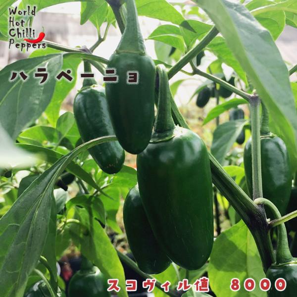 【特徴】実の色は濃緑で、完熟すると赤くなります。肉厚な食感が特徴で、欧米では人気で馴染みのある品種です。日本ではタバスコの原料や、サルサソースの具材として使われる身近な食材です。スコヴィル値　8000【置き場所】一日を通して日光の当たる場所...