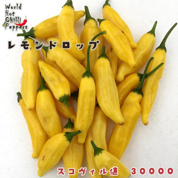 【特徴】ペルー原産の唐辛子品種です。 フルーティーでわずかに酸味を感じられるやや辛めの唐辛子です。レモンのような鮮やかな黄色に熟します。 スコヴィル値　30000【置き場所】一日を通して日光の当たる場所がおすすめです。また、水はけや風通しの...