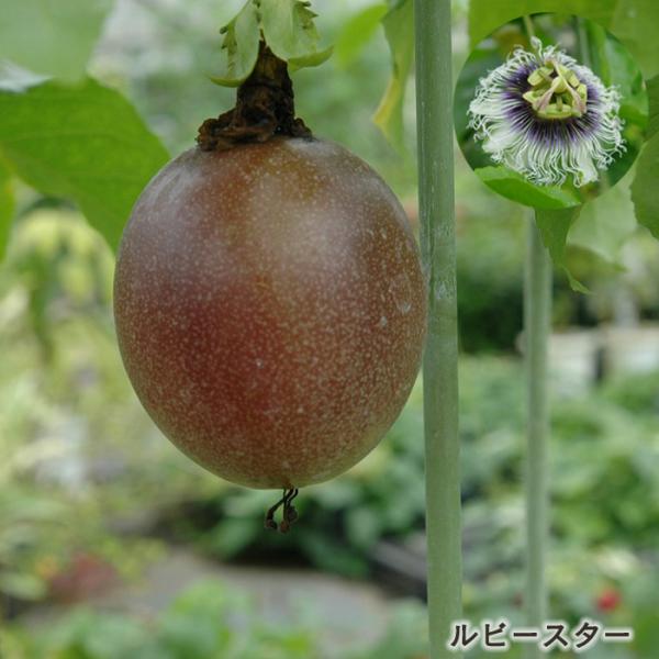 【特徴】ルビースターは、強い甘みの中に酸味が感じられる、南国らしい爽やかな味が楽しめる品種です。ルビー色の果実は見た目もよく、観賞用としても楽しめます。ある程度木が大きくならないと開花しないので、植付け後2年目以降から収穫できます。【置き場...