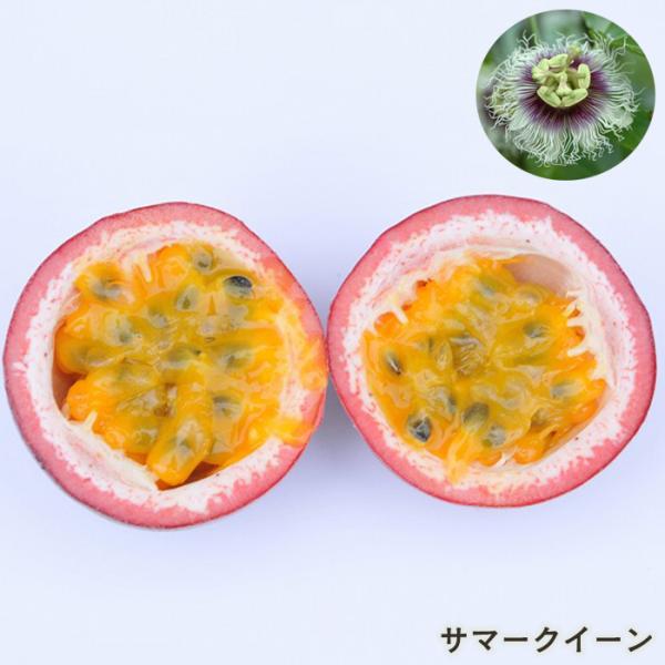 【特徴】サマークイーンは、酸味が控えめで甘みが強く感じられるので、フルーツの酸味が苦手な方にオススメです。果肉はオレンジ色で、食欲をそそる見た目をしています。まん丸の果実は見た目もよく、観賞用としても楽しめます。ある程度木が大きくならないと...